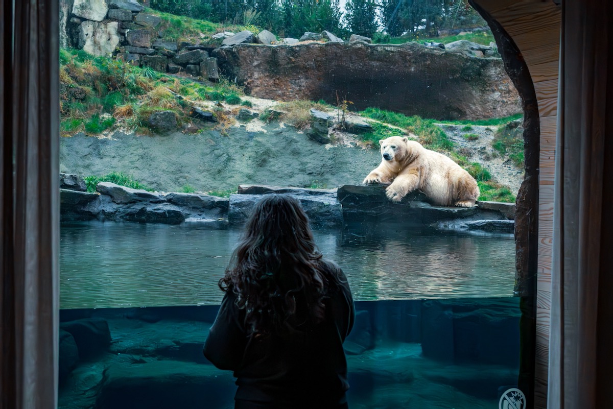 Pairi Daiza Resort: une nuit avec les ours polaires | Le Rose et le Noir